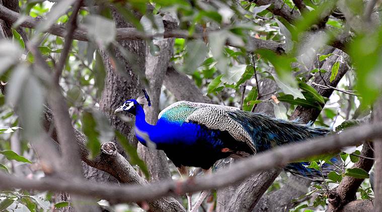 At least 13 peacocks found dead in Vrindavan | India News - The Indian ...