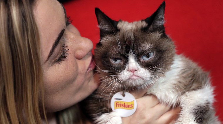 Grumpy Cat snatches lump of cash in California court | Trending News ...