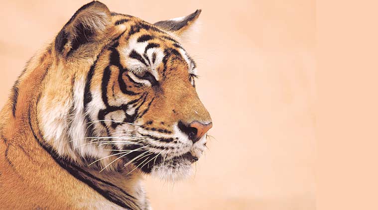 Development ups tiger extinction risk by over 50 per cent in protected ...