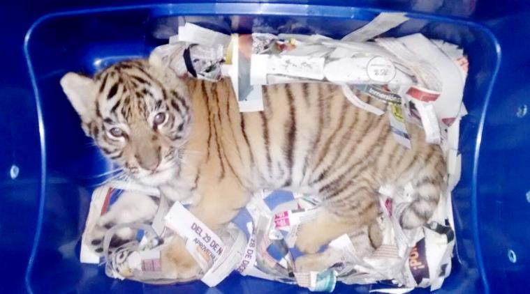 2-month-old Bengal tiger cub found inside a PLASTIC container in a ...