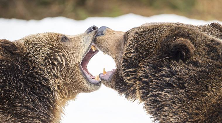 To ‘survive longer’, Scandinavian bears may have adopted a survival ...