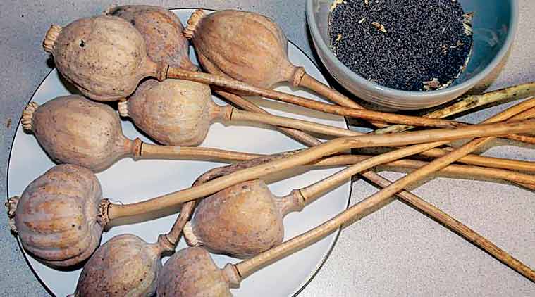 Punjab: Road show pitches for poppy cultivation | India News - The ...