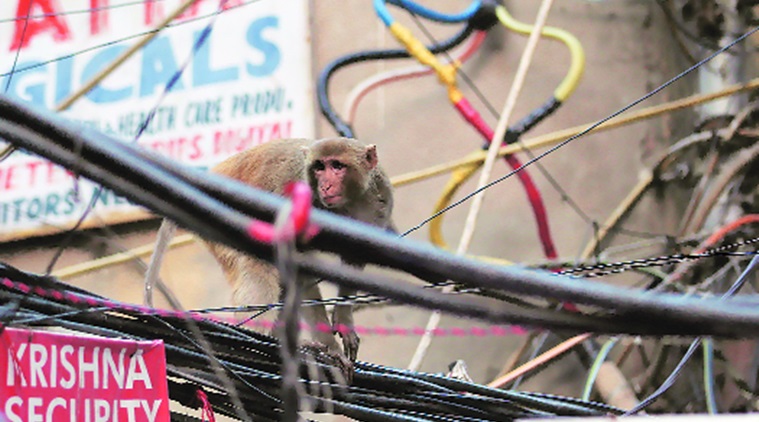 By the time you have a plan, monkeys will take over Delhi: HC raps ...