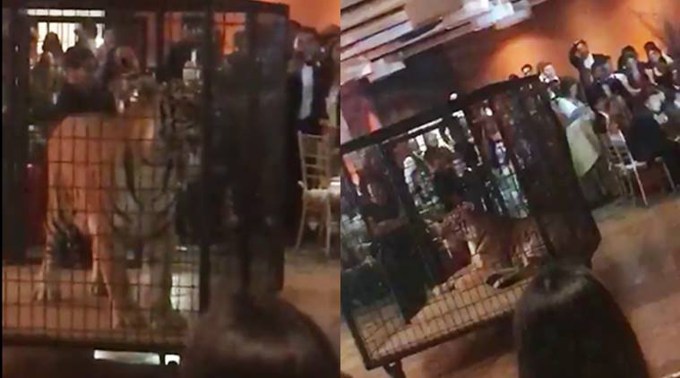 VIDEO: Caged TIGER on display for prom night’s JUNGLE theme; Netizens ...