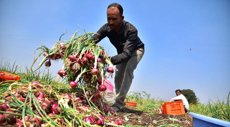 Maharashtra govt announces Rs 150-crore package for onion farmers | India News - The Indian Express