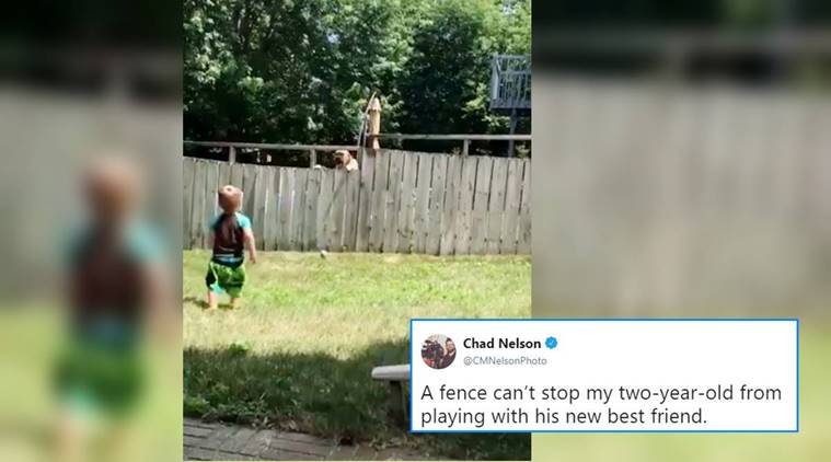 This child playing fetch with a dog through a fence will leave you ...