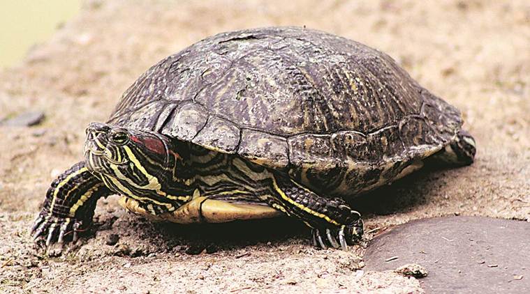 Bihar: Inter-state gang of poachers busted, 260 turtles seized | India ...