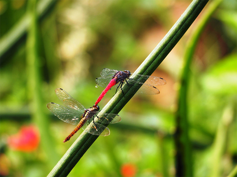 Meet the dragonfly, nature’s flying machine! | Parenting News - The ...