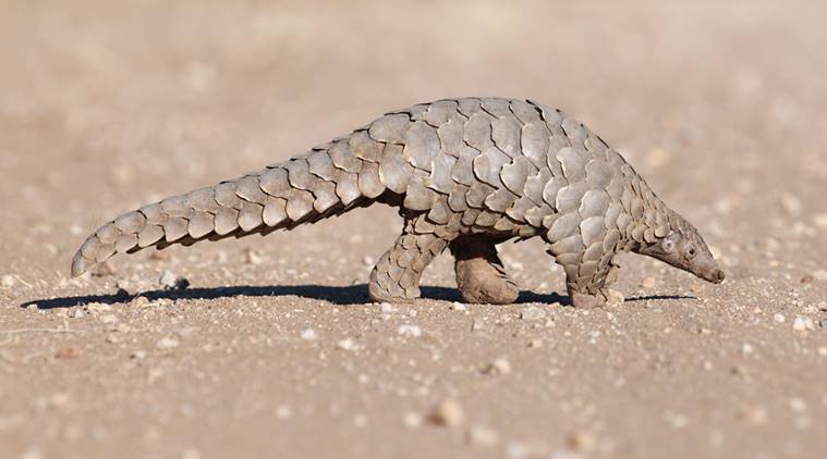 Down in Jungleland: Lesser Mortals | Eye News - The Indian Express