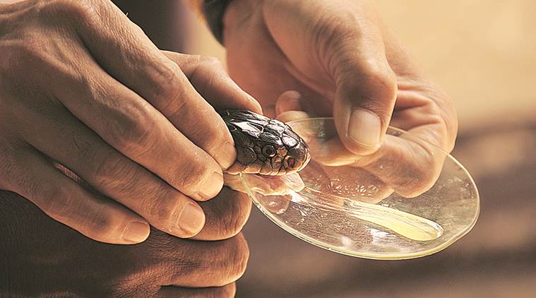 Research, training needed: Why snakebites remain a burden for India ...