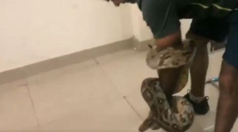 10-feet-long python rescued from a flat’s kitchen in Gurugram | Delhi ...