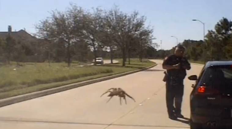 Netizens freak out as video of a ‘giant’ spider walking towards a cop ...