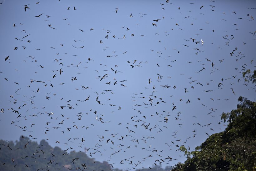 Once target of mass hunting in Northeast, ‘Birds of God’ are now rare ...