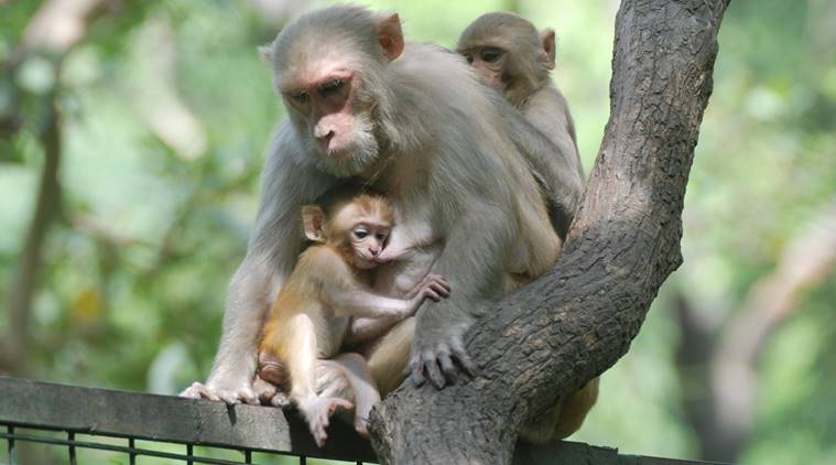 The lab rats, dogs and monkeys we need to say thanks to | Eye News ...