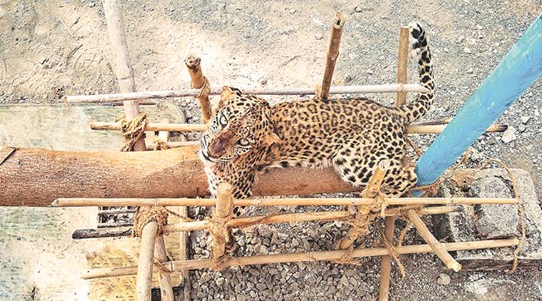 Crippled after accident, leopard cub learning to walk at rescue centre ...