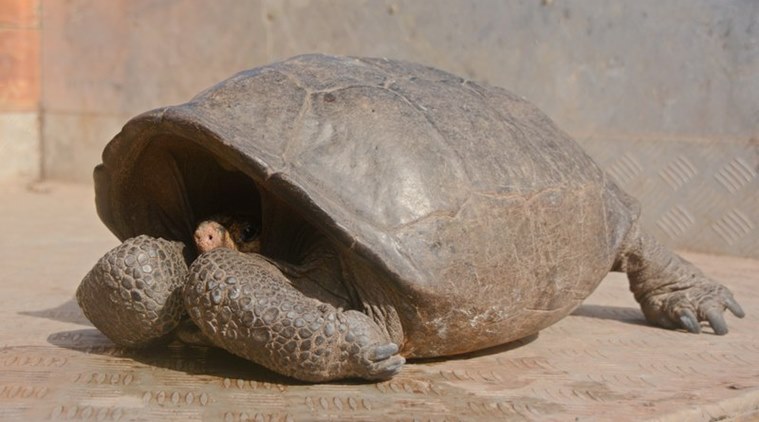 Peru: Tortoise feared extinct found on remote Galapagos island | World ...