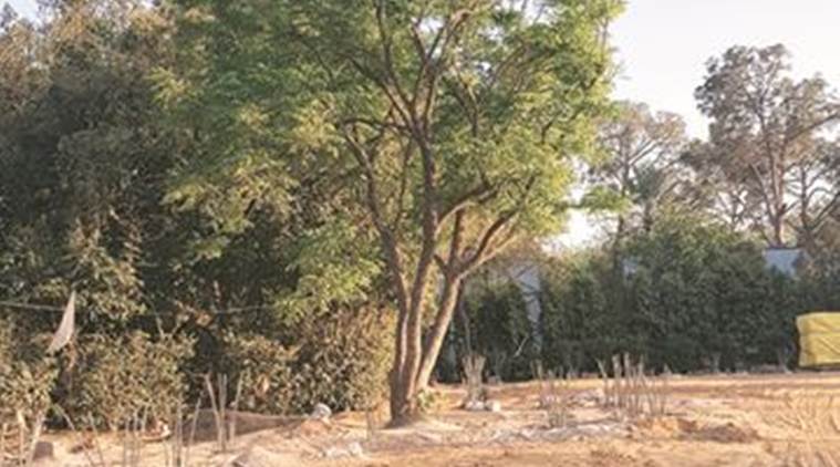 Delhi: Amaltas trees at Nehru Memorial won’t face the axe | India News ...