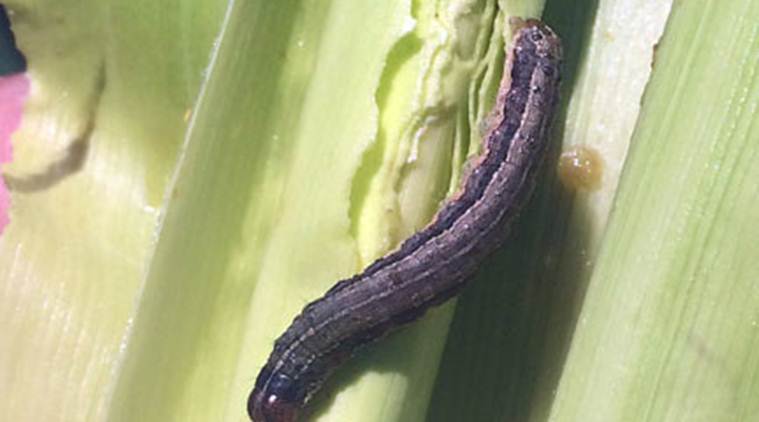 Manipur: ICAR sounds alert over invasive ‘fallarmy worm’ pest | North ...