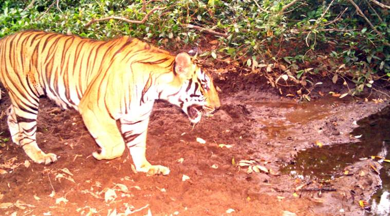 In a first, presence of tiger recorded at Goa national park | India ...