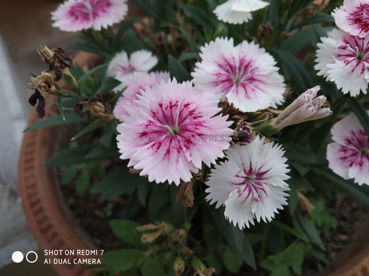 Xiaomi Redmi 7 review: Budget phone with premium looks | Technology ...