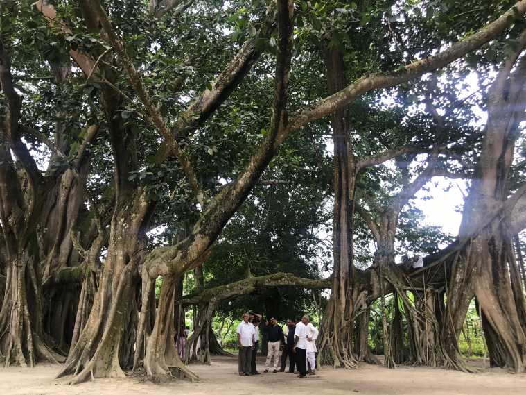 Why a 207-year-old banyan tree in Assam has a birthday party every year ...