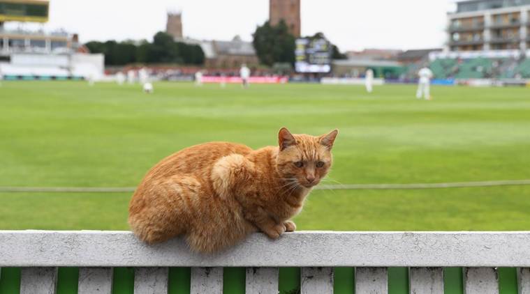 Want to know what’s happening at Taunton? Follow Brian, the cat ...