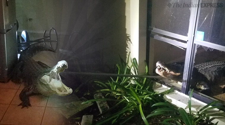 Alligator breaks into woman’s kitchen in Florida; video goes viral ...