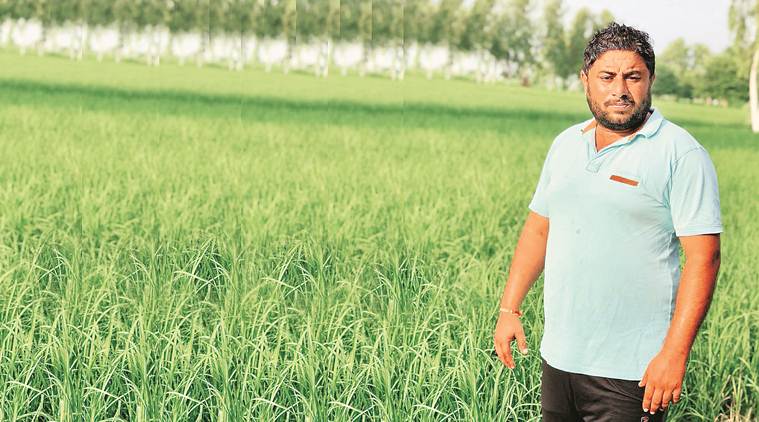 Plant protection: The next blockbuster basmati | India News - The ...
