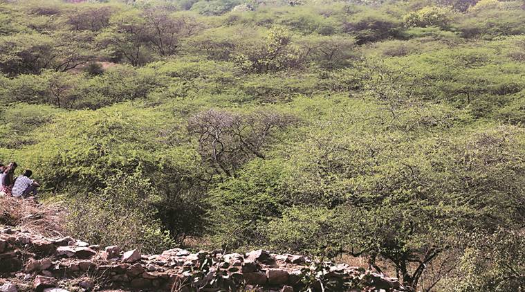 Mango, peepal trees in Ridge will create monoculture: Report | Delhi ...