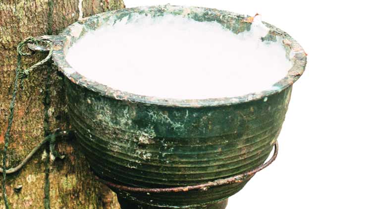 India’s 2nd largest rubber producer Tripura aims to boost production ...