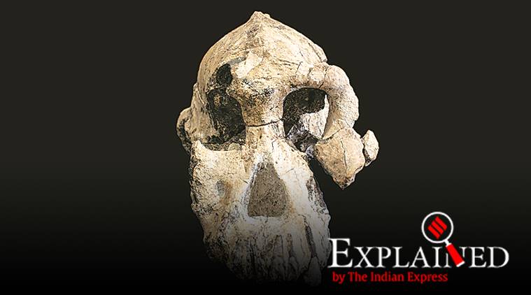 Explained: What a skull tells us about human evolution | Explained News ...