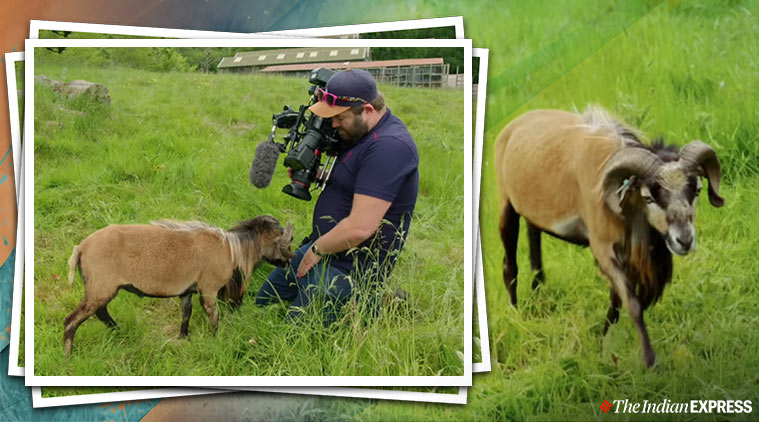 Viral Video: Angry sheep headbutts BBC cameraperson in the groin ...