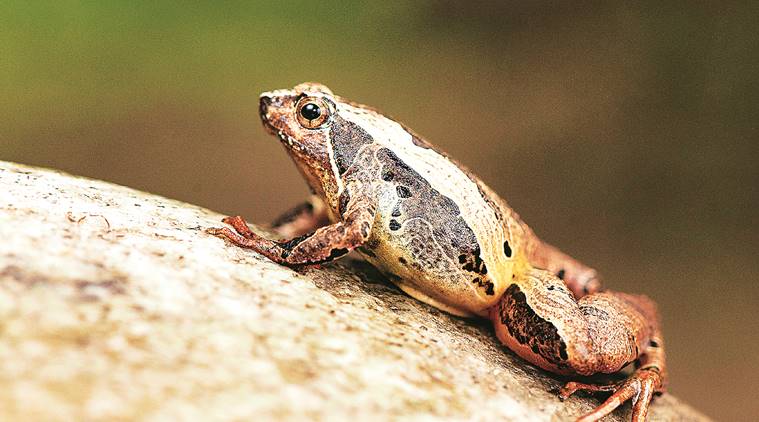 New frog from Arunachal named after Greek goddess | India News - The ...
