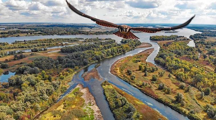 Drone captures mesmerising pictures of curious falcon | Trending News ...