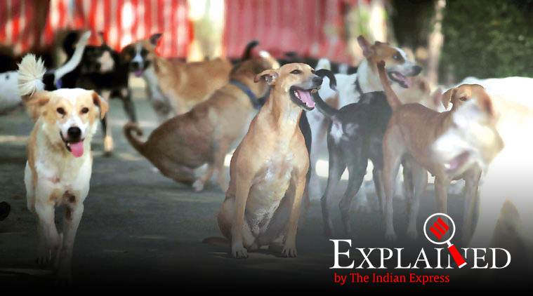 Explained: The burden of rabies, and the shortage of vaccines ...