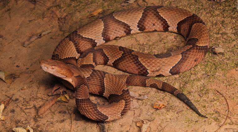 Here’s what should be done in case of a snake bite | Health News - The ...