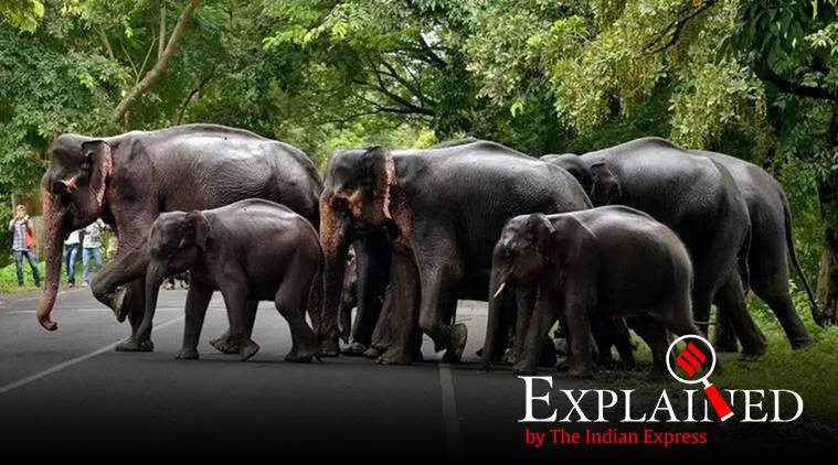 What is the disease that killed 5 elephants in Odisha? | Explained News ...