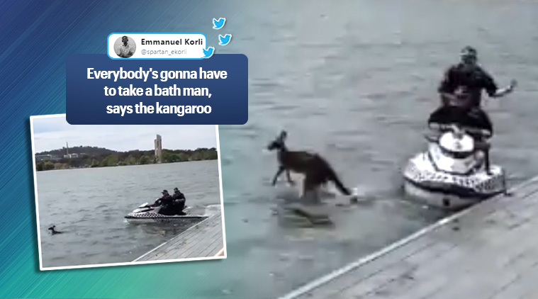 Kangaroo leaps back into lake after being rescued, hilarious video ...