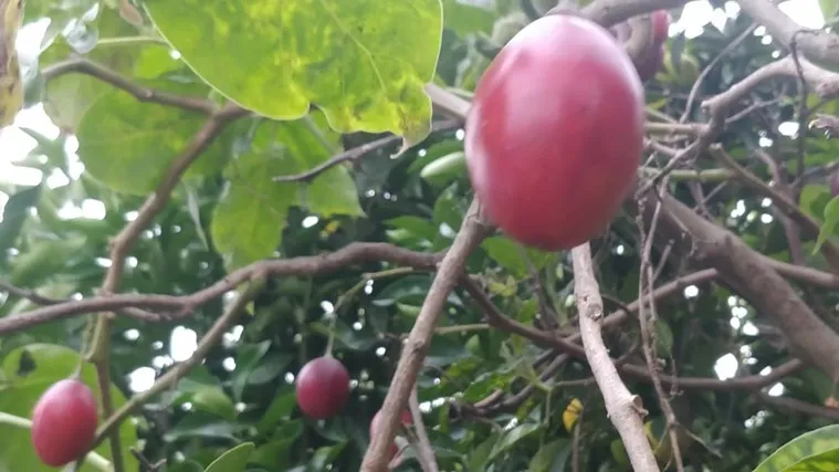Cook up a Tamarillo Treat with Millet Theplas without worrying about ...