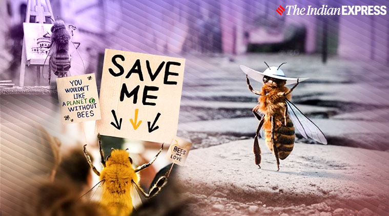 The bee influencer that has over two lakh followers on Instagram ...