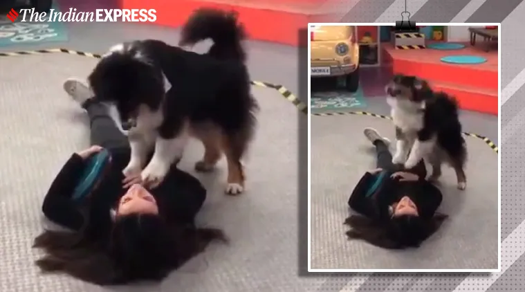 Viral Video: Dog bounces on a person like it’s performing CPR ...