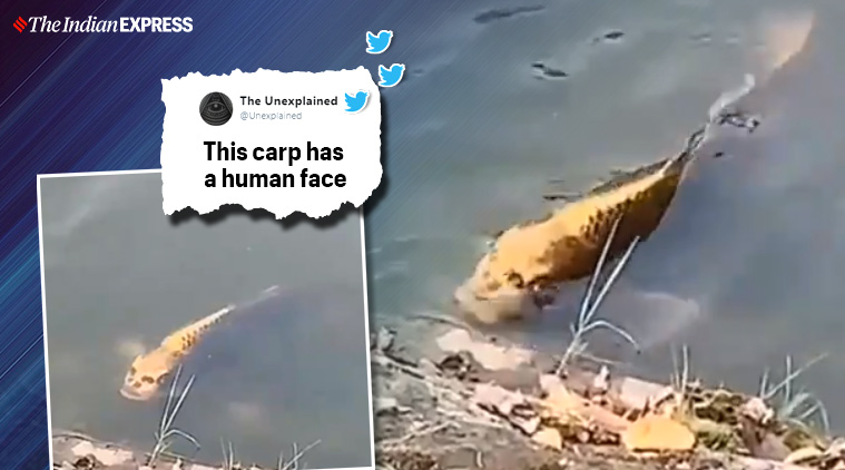 ‘Voldemort found another body’: Video of fish with ‘human face’ spooks ...