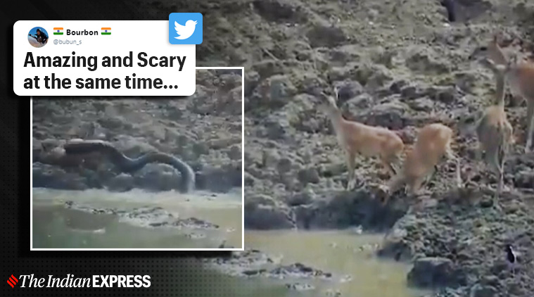 Watch: Python leaps out of pond to prey on deer in Maharashtra ...