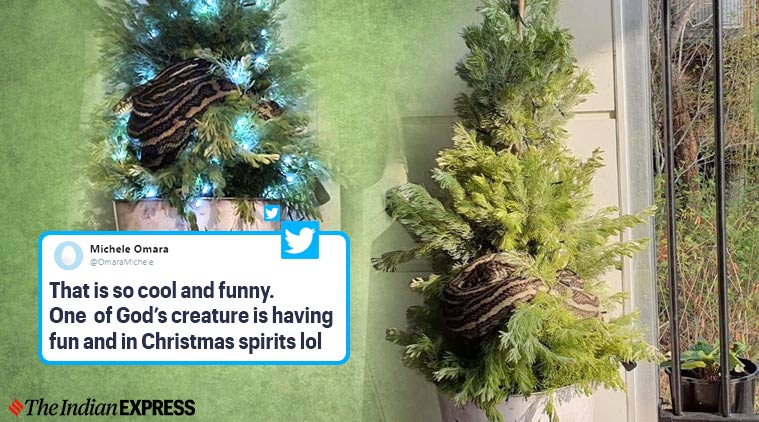 ‘Christmas tinsel garland’: Australian woman finds 10 foot python in ...