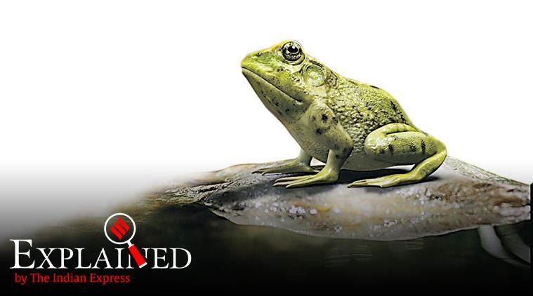 Explained: What is FrogPhone? | Explained News - The Indian Express