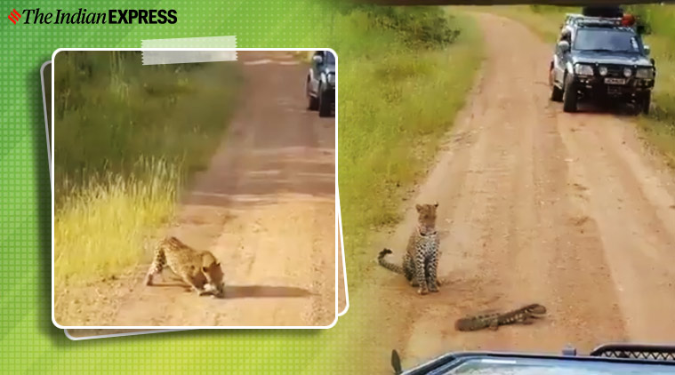 Monitor lizard’s fight against leopard cub goes viral | Trending News ...