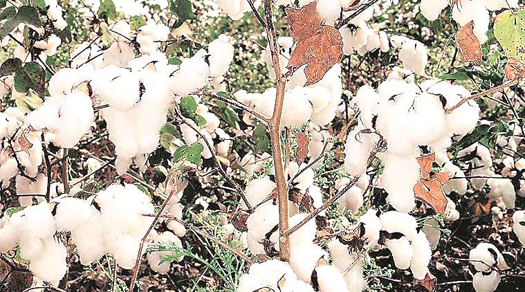 Industry hopeful of normal cotton exports this season | Pune News - The ...