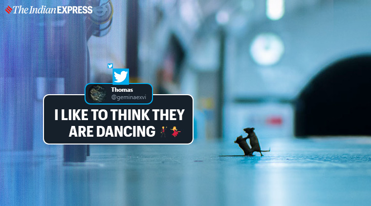 A photo of two ‘boxing mice’ wins Natural History Museum’s wildlife ...