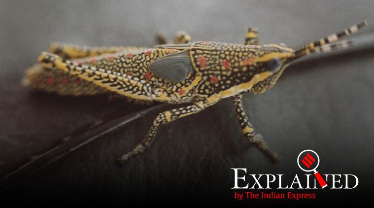 Explained: Why, despite efforts, the chain of periodic locust invasions ...