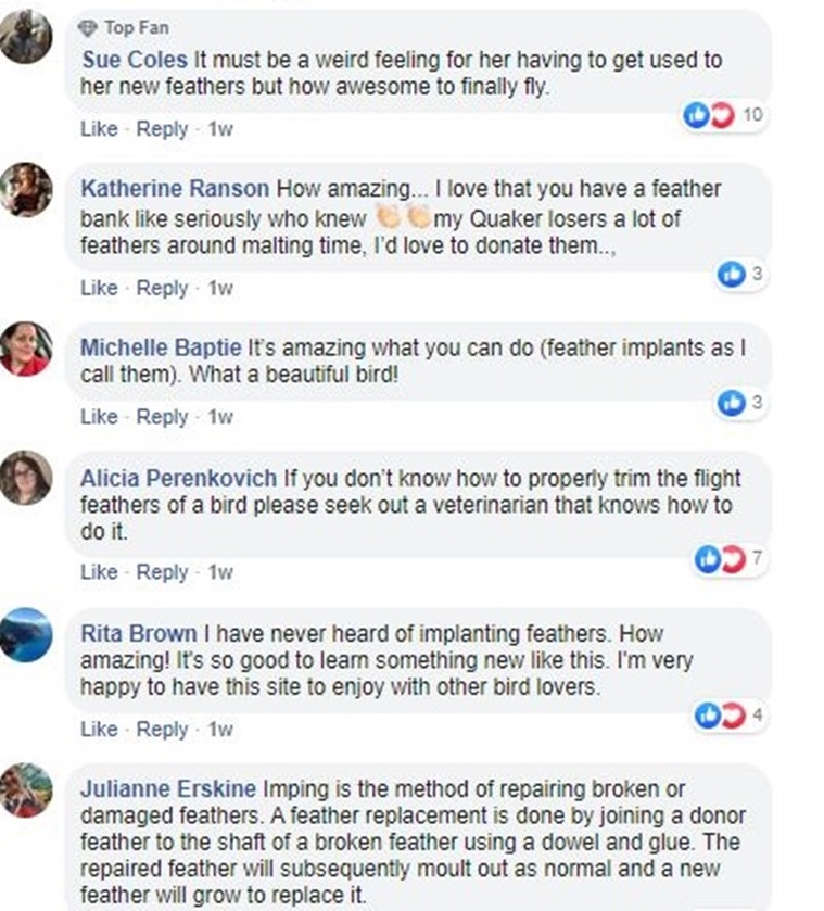 Parakeet gets prosthetic wings after it was unable to fly | Trending ...